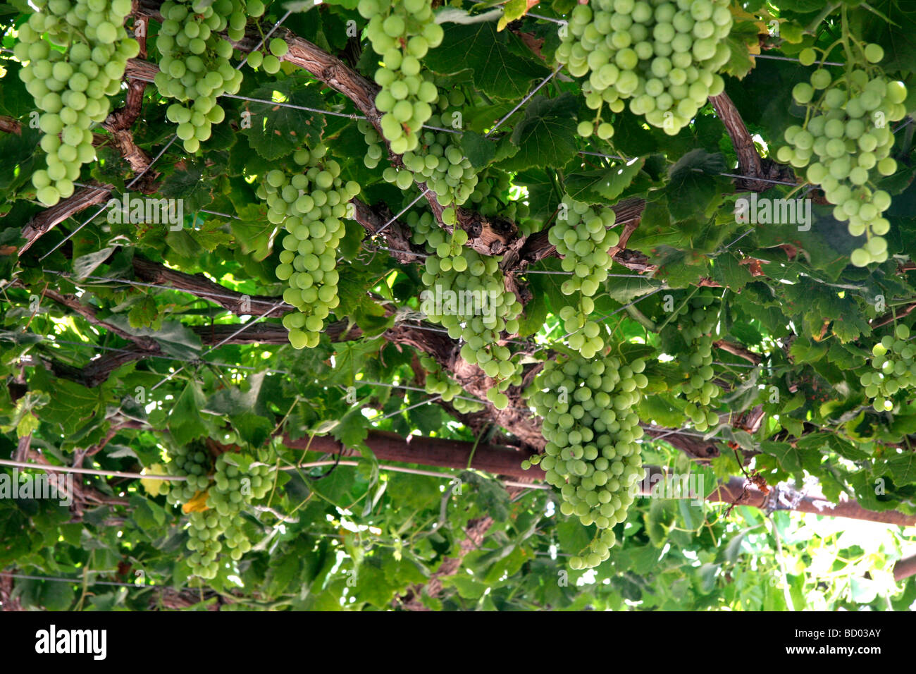 Grape of cyprus hi-res stock photography and images - Alamy