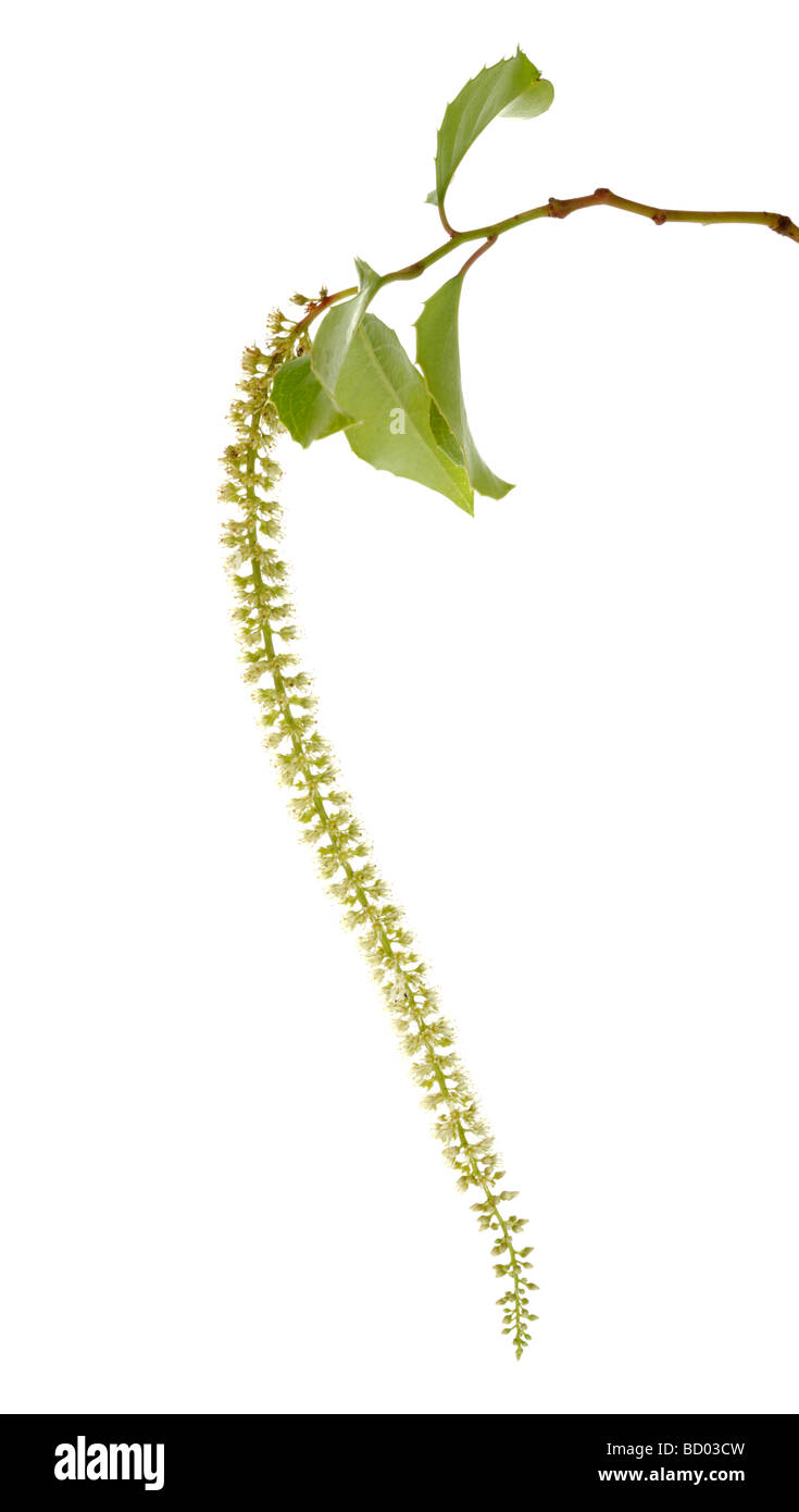 Itea hi-res stock photography and images - Alamy