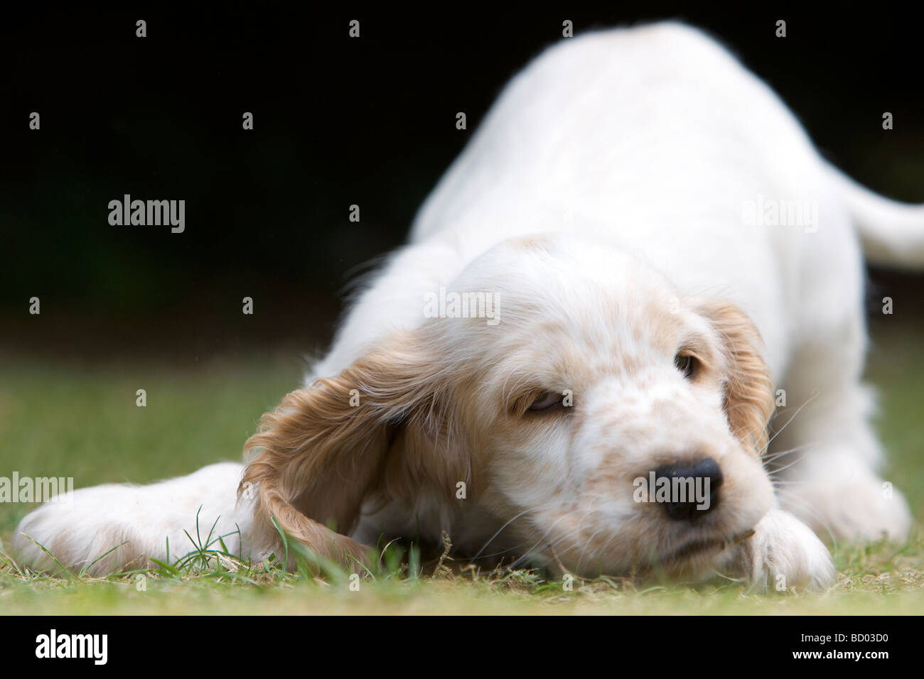 Orange Roan English Cocker Spaniel puppy aged 12 weeks at play outside ...