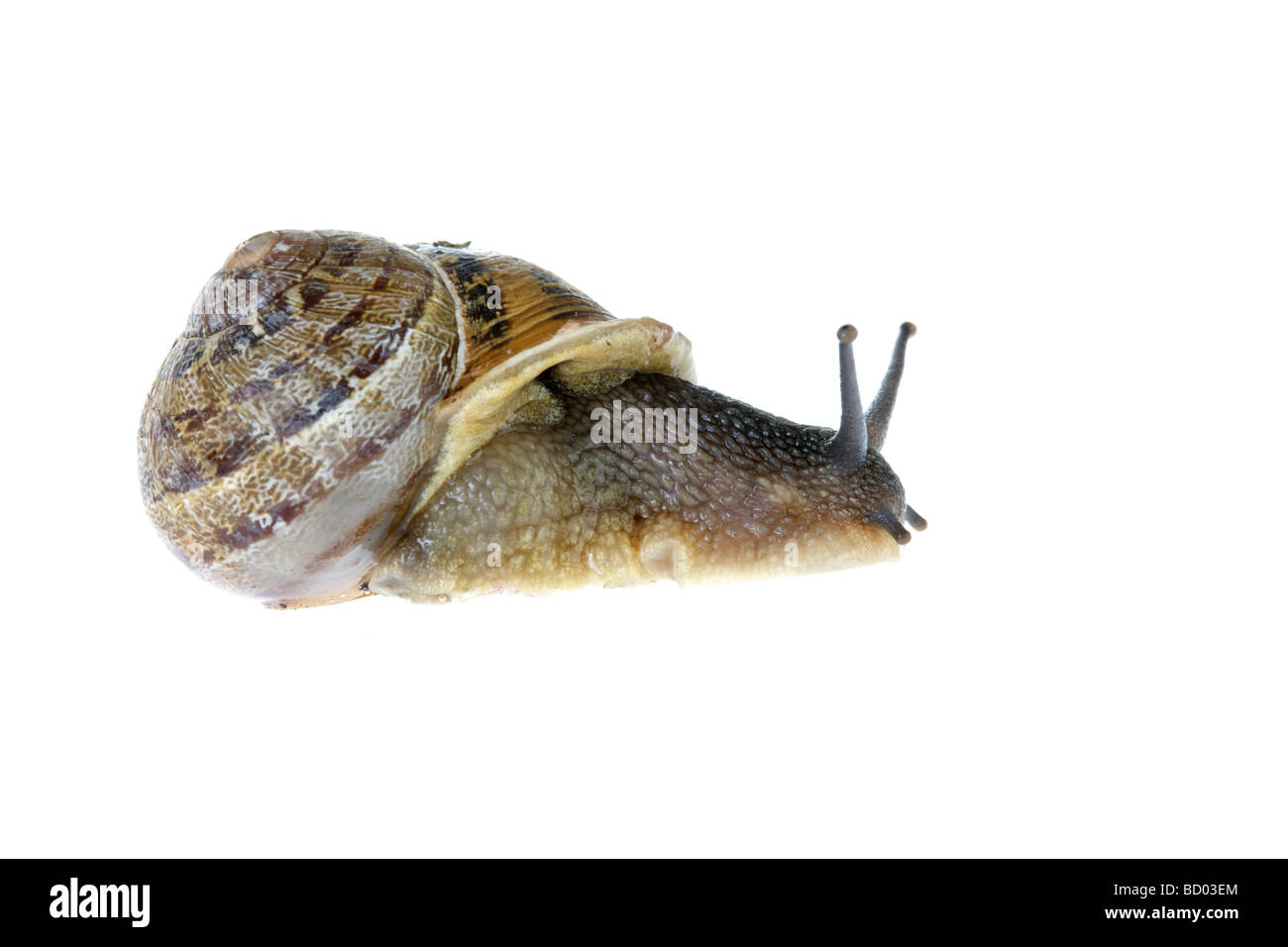Snail Cut Out Stock Images & Pictures - Alamy
