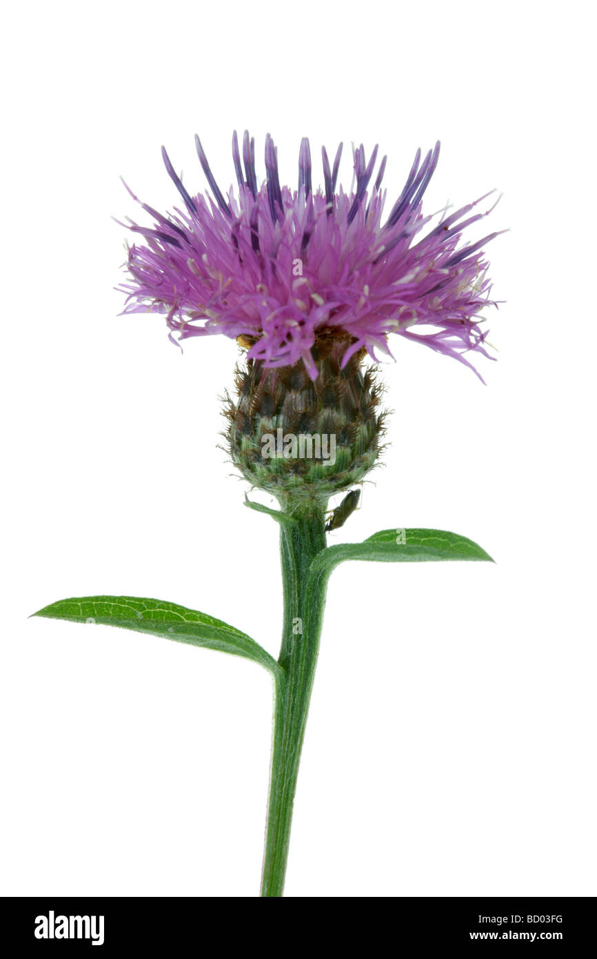 Black or Lesser Knapweed Stock Photo - Alamy