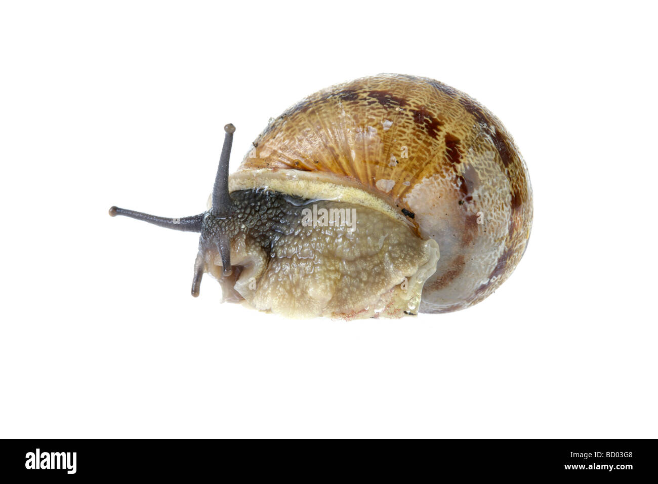 Snail Cut Out Stock Images & Pictures - Alamy