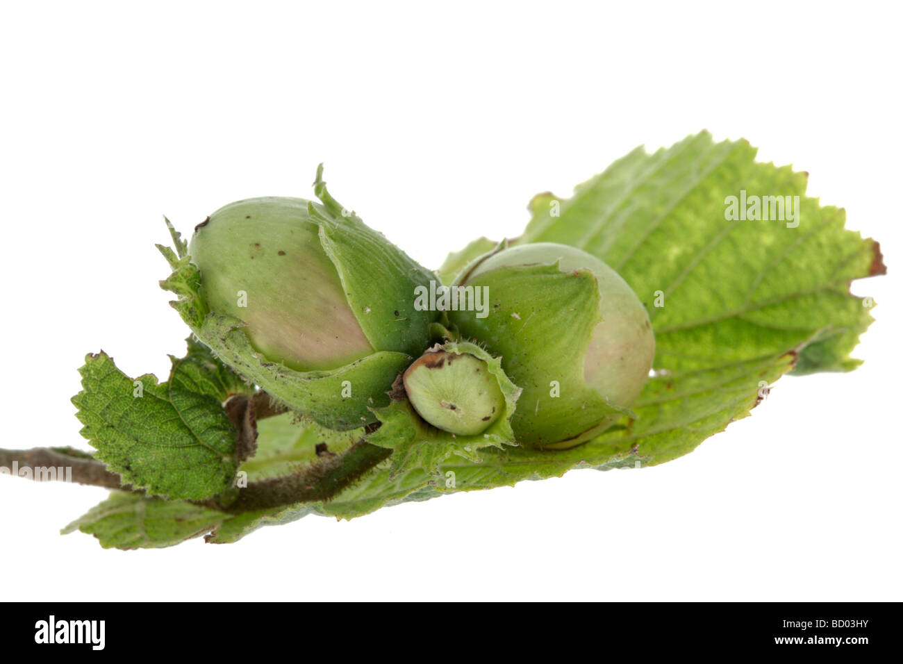 Hazel Cut Out Stock Images & Pictures - Alamy