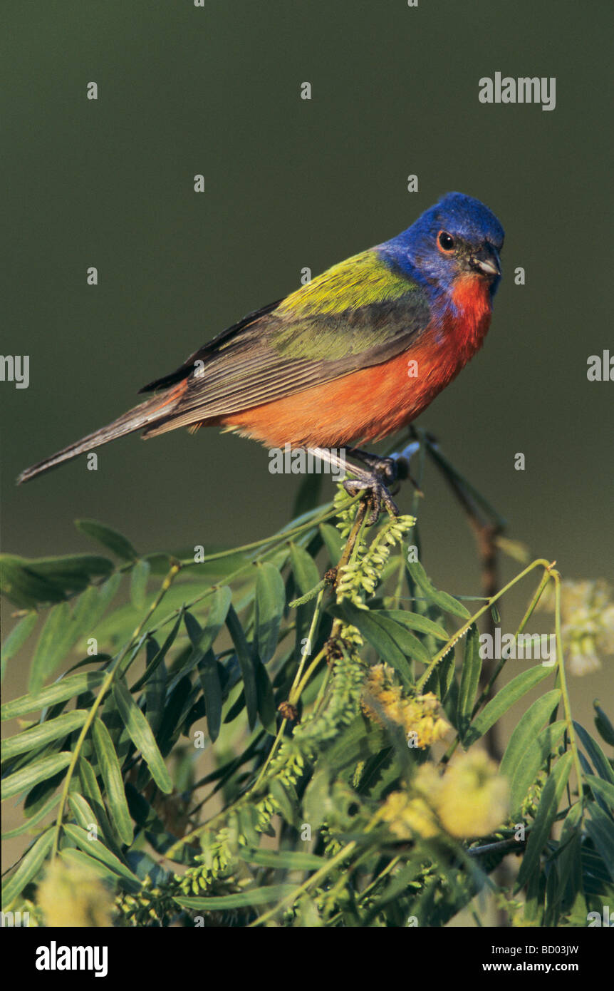 Painted Bunting Passerina ciris male on huisache tree Starr County Rio ...