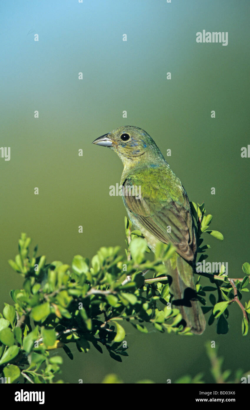 Painted Bunting Passerina ciris female Starr County Rio Grande Valley ...