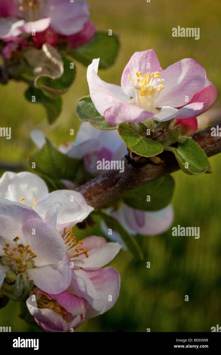 Perfumed tree hi-res stock photography and images - Alamy