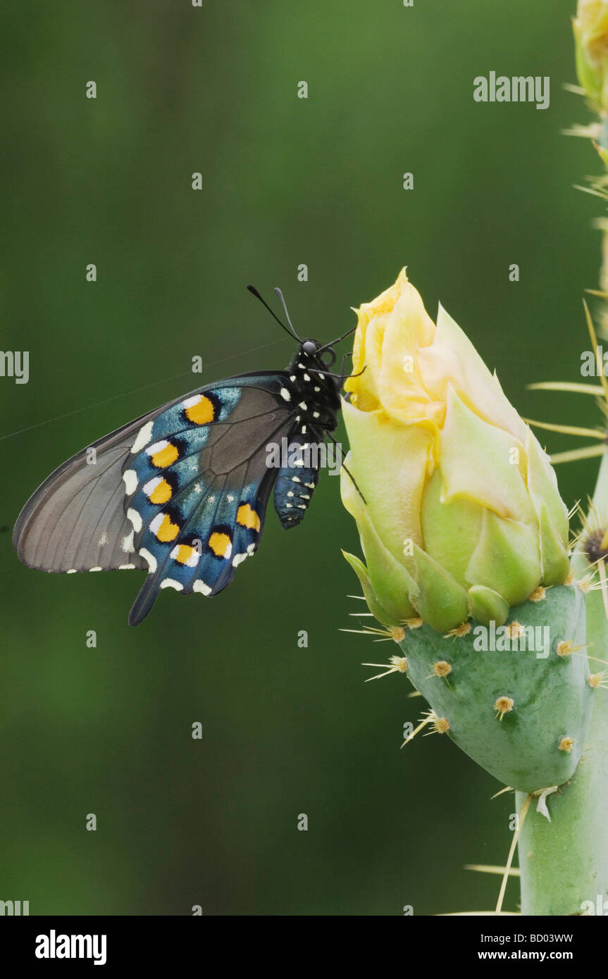 Pipevine Swallowtail Battus philenor adult on Texas Prickly Pear Cactus ...