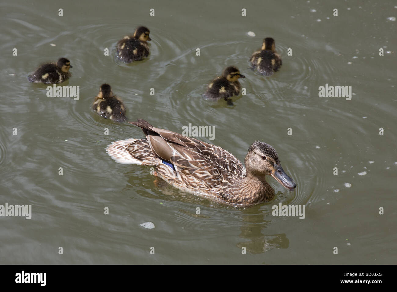 swim swimming paddling ducklings bird wild fowl allington river medway ...