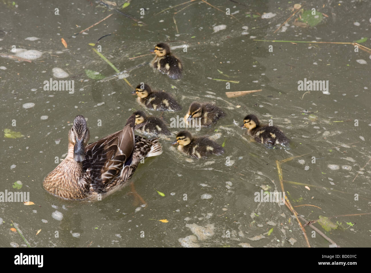 swim swimming paddling ducklings bird wild fowl allington river medway ...