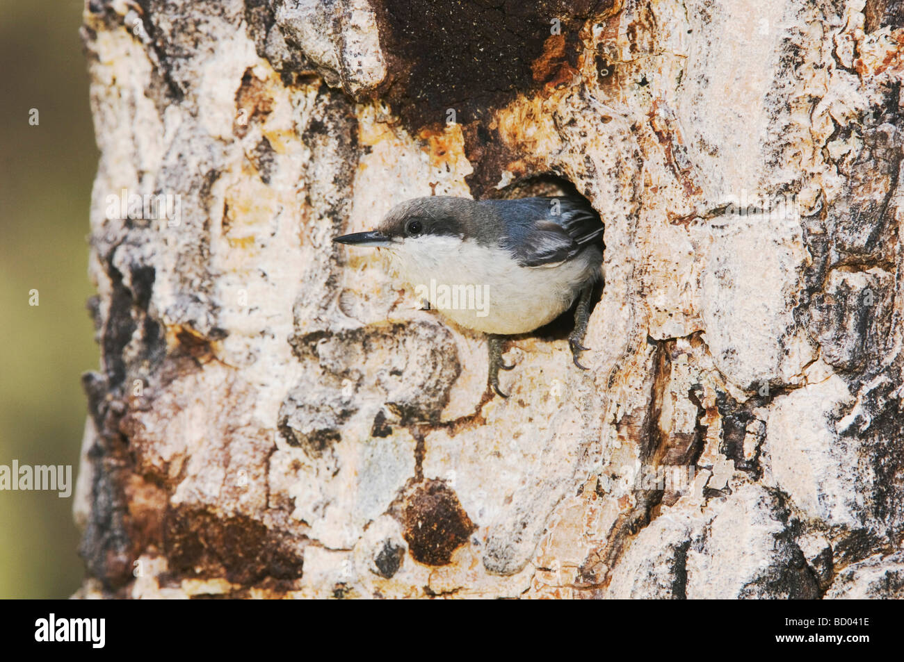 Pygmy Nuthatch Sitta pygmaea adult at nesting cavity in pine tree Rocky ...