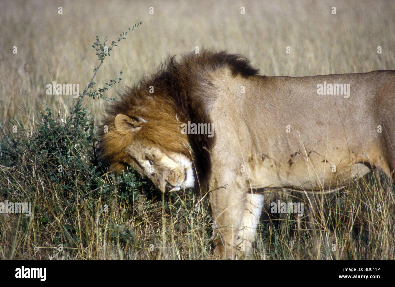 Mature male lion marks his territory by rubbing head and scent glands ...