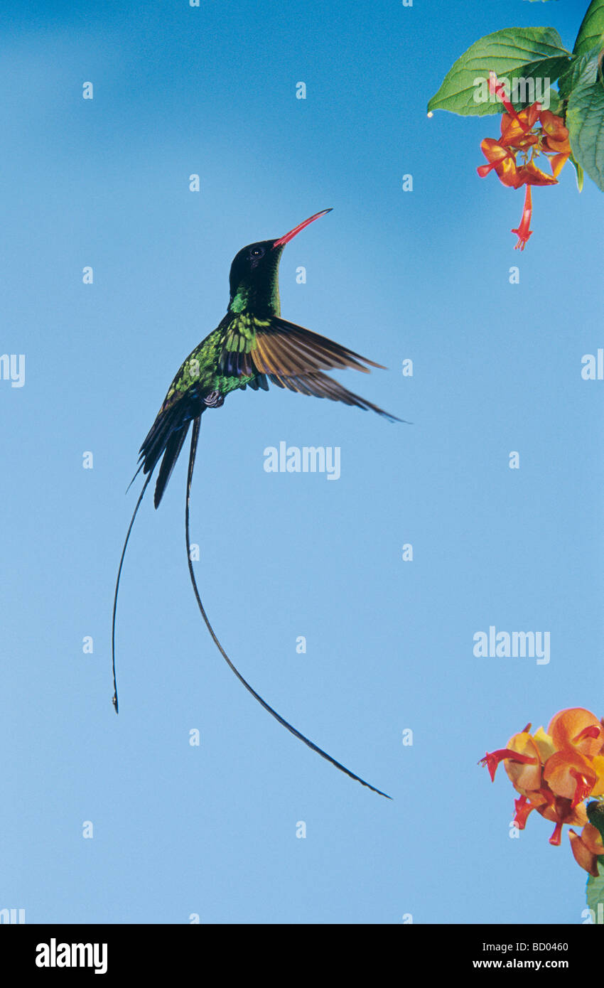 Red billed streamertail hi-res stock photography and images - Alamy