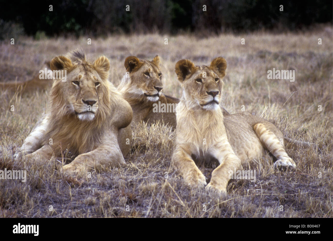 Three alert young male lions one with large cyst growth on termite ...