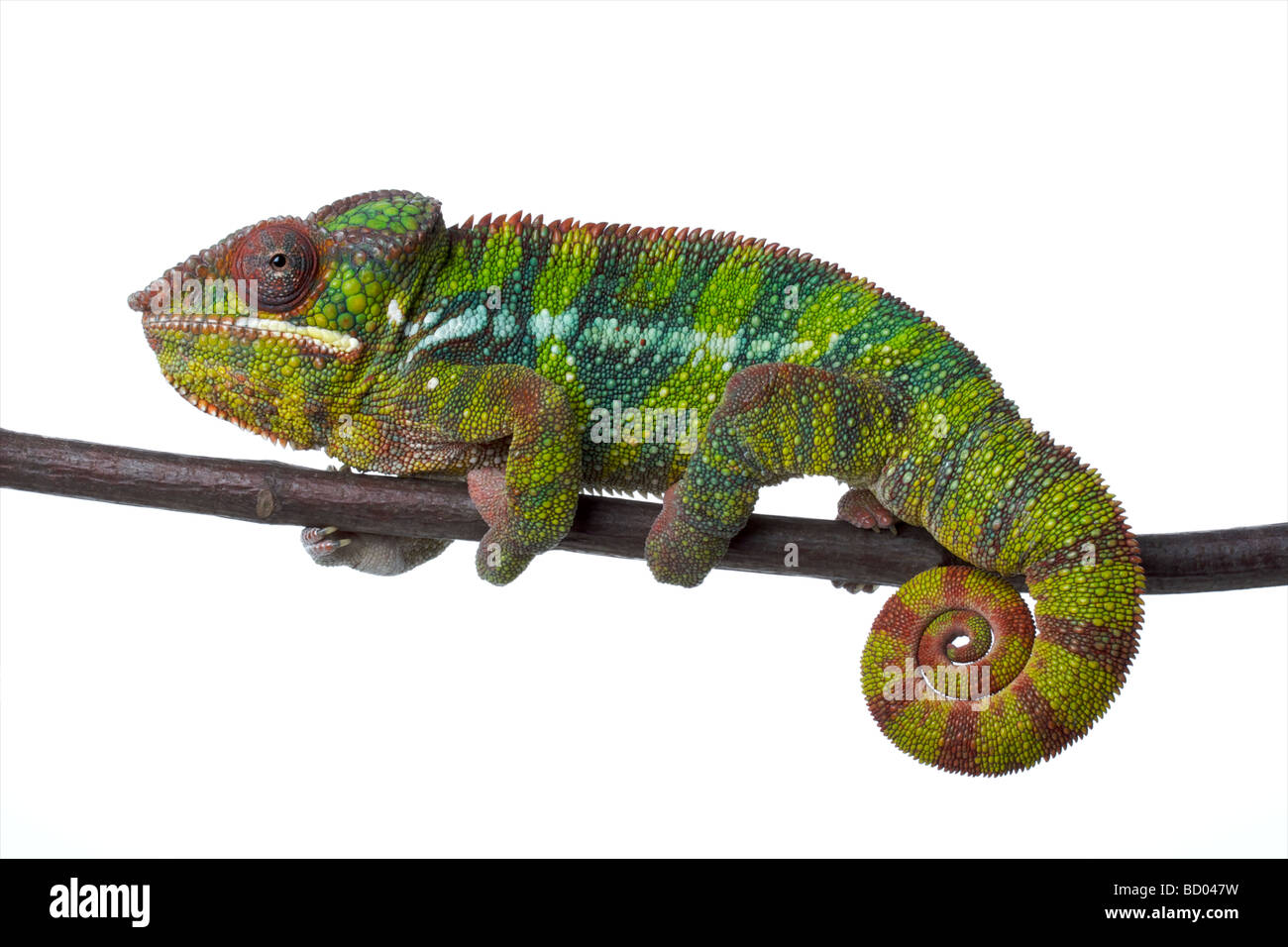 Chamaeleon hi-res stock photography and images - Alamy