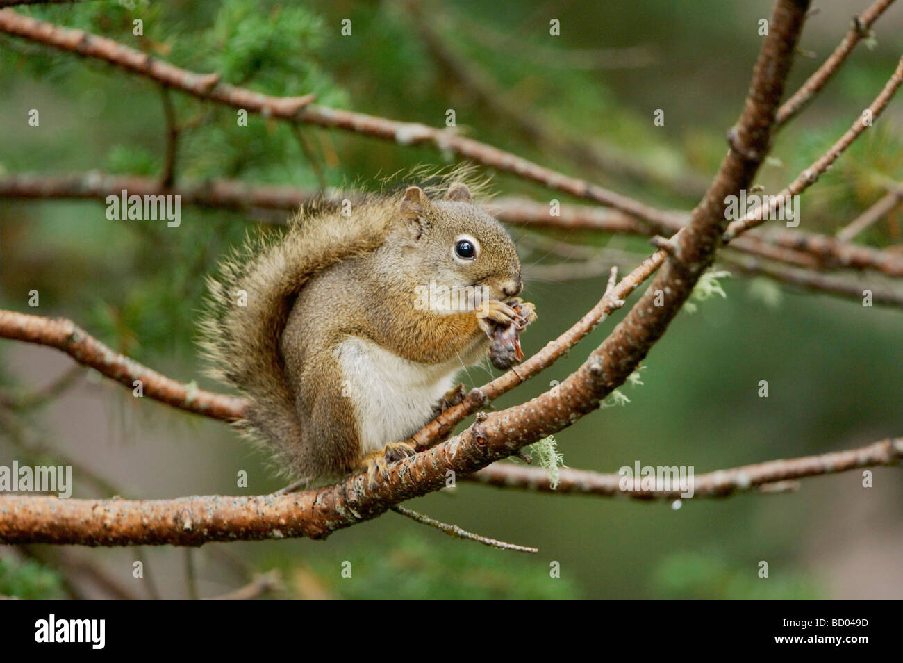 Red Squirrel Pine Squirrel Tamiasciurus hudsonicus adult eating pine ...