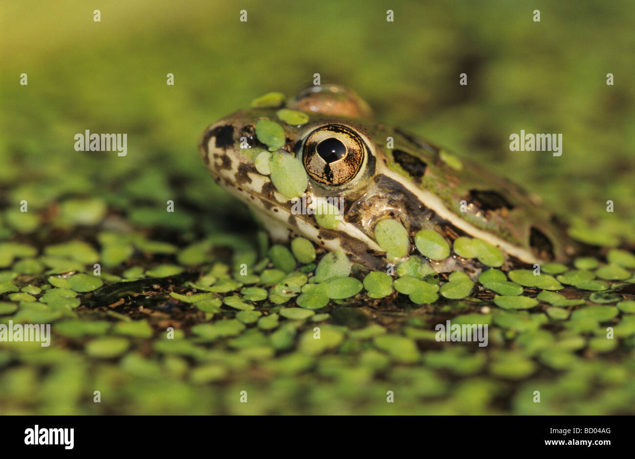 Rio grande leopard frog rana berlandieri hi-res stock photography and ...
