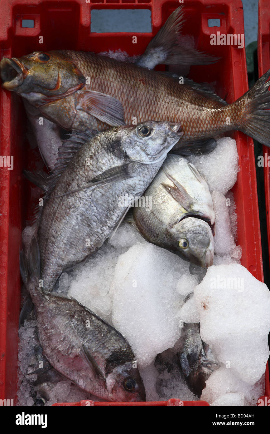 Fresh whole fish Stock Photo - Alamy