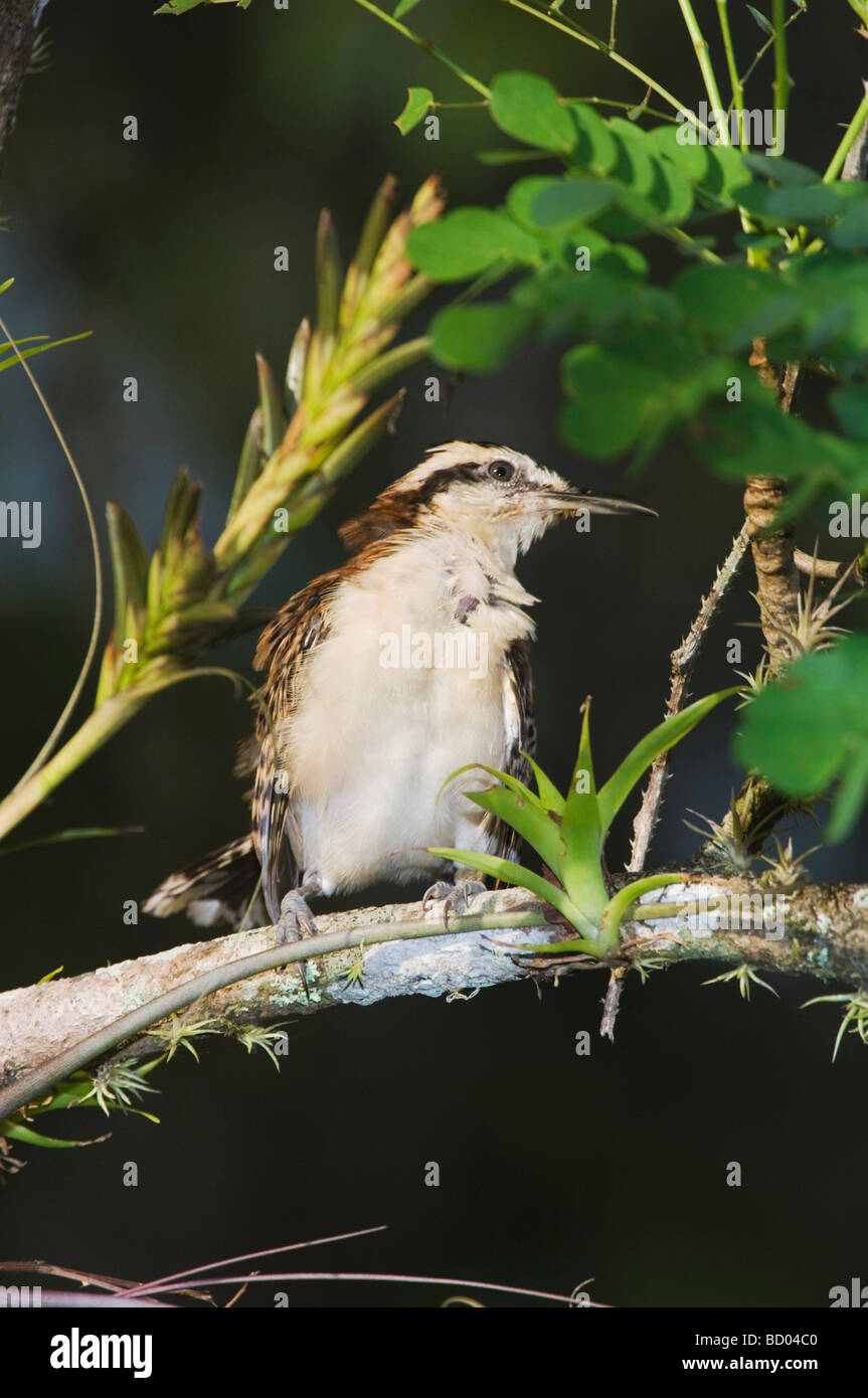 Rufous naped Wren Campylorhynchus rufinucha adult preening in tree with ...