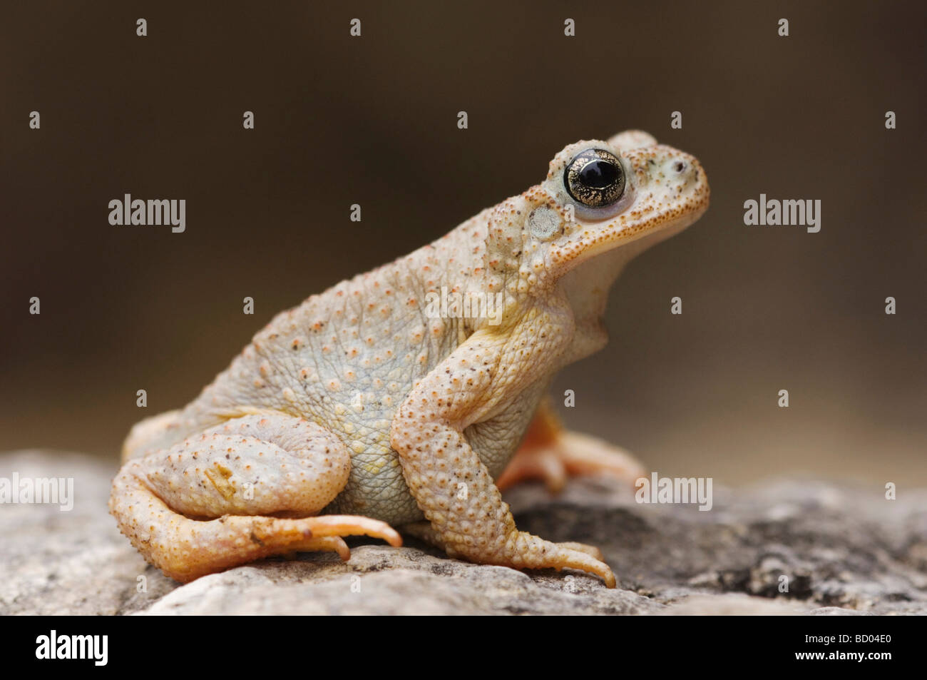 Red spotted toad hi-res stock photography and images - Alamy