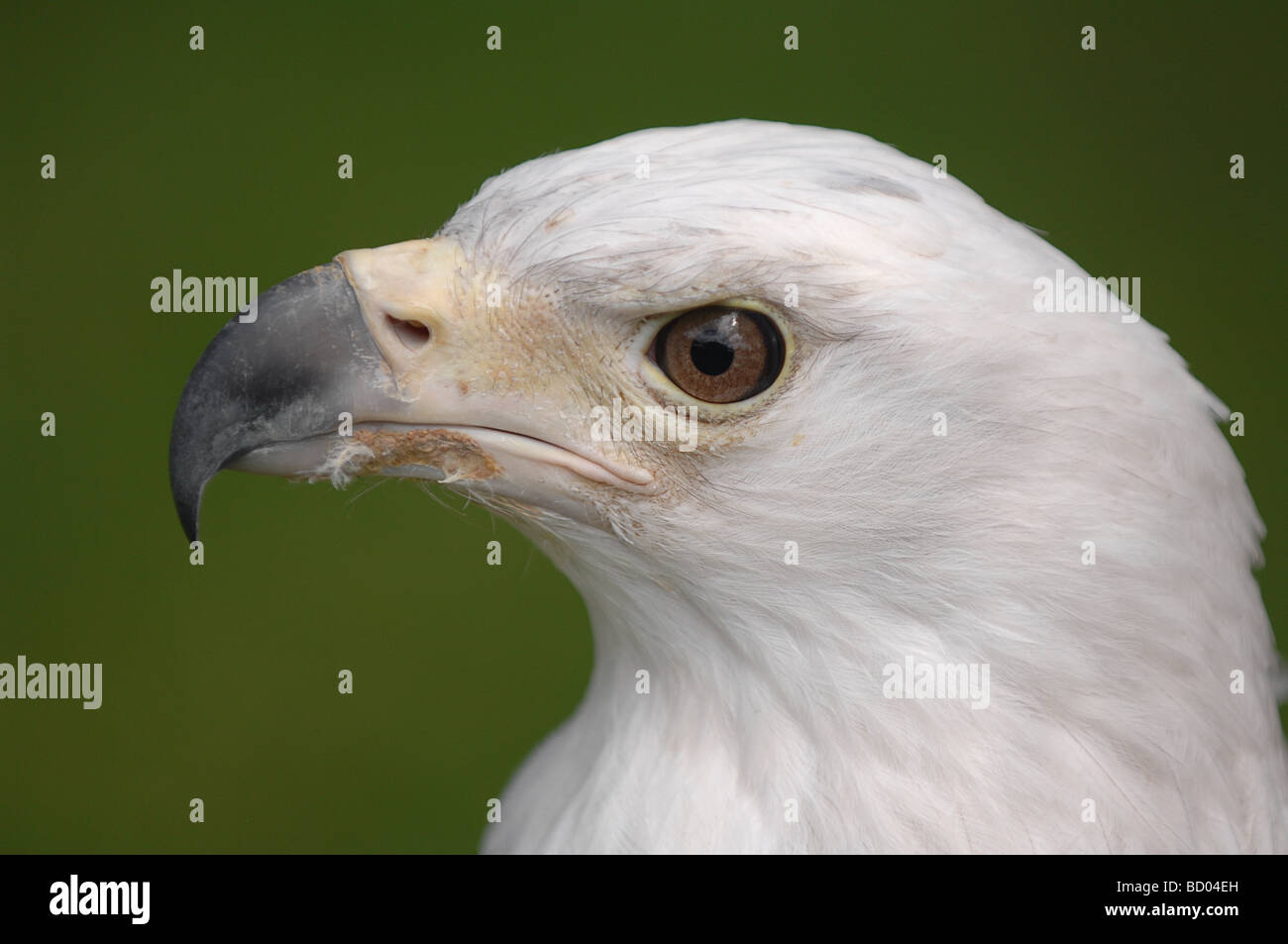 African raptor centre hi-res stock photography and images - Alamy
