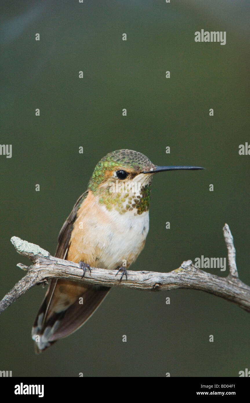 Vertical photo of hummingbird hi-res stock photography and images - Alamy