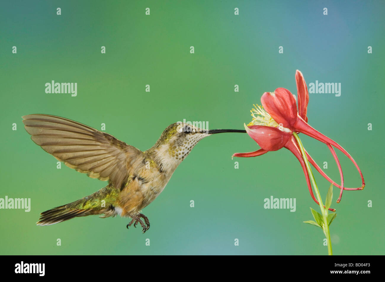 Male rufous columbine flower hi-res stock photography and images - Alamy