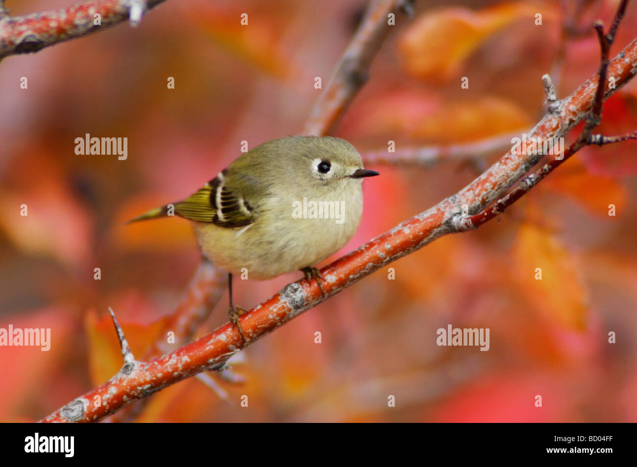 Ruby crowned Kinglet Regulus calendula adult in Black Hawthorn Grand Teton NP Wyoming September ...