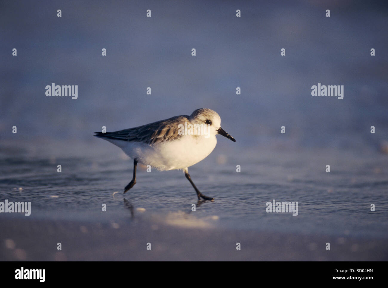 Sanderling Calidris alba adult running winter plumage Sanibel Island ...