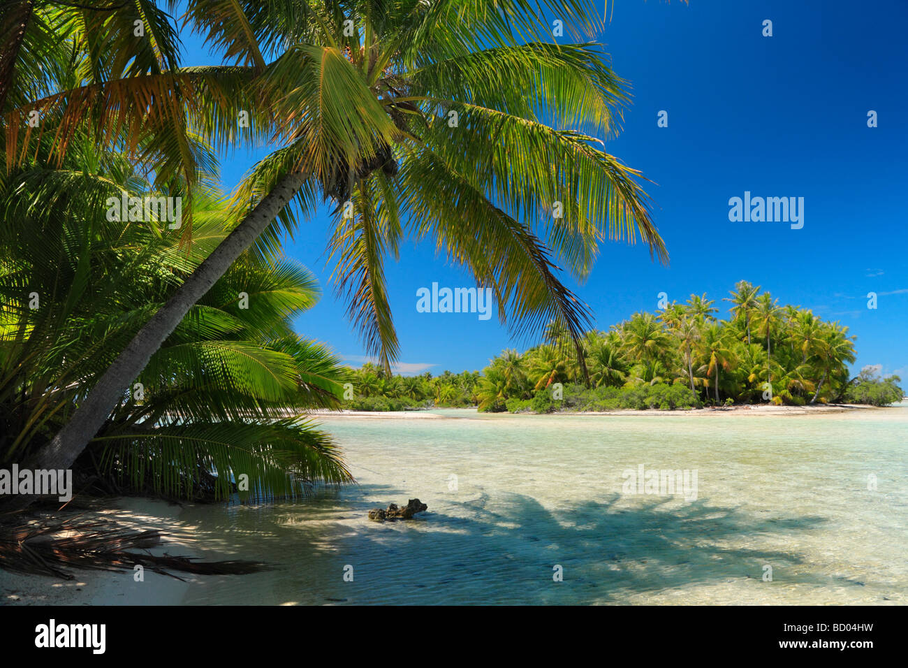 Beach in Rangiroa, Tuamotu Archipelago, French Polynesia Stock Photo ...