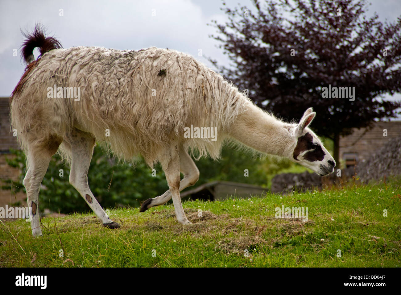 Llama field uk hi-res stock photography and images - Alamy