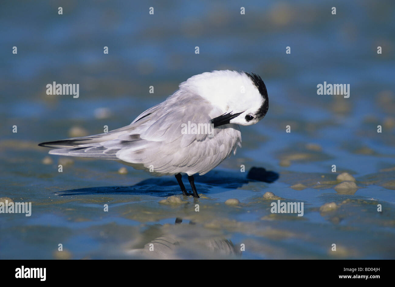 Sandwich Tern Sterna sandvicensis adult winter plumage Sanibel Island ...