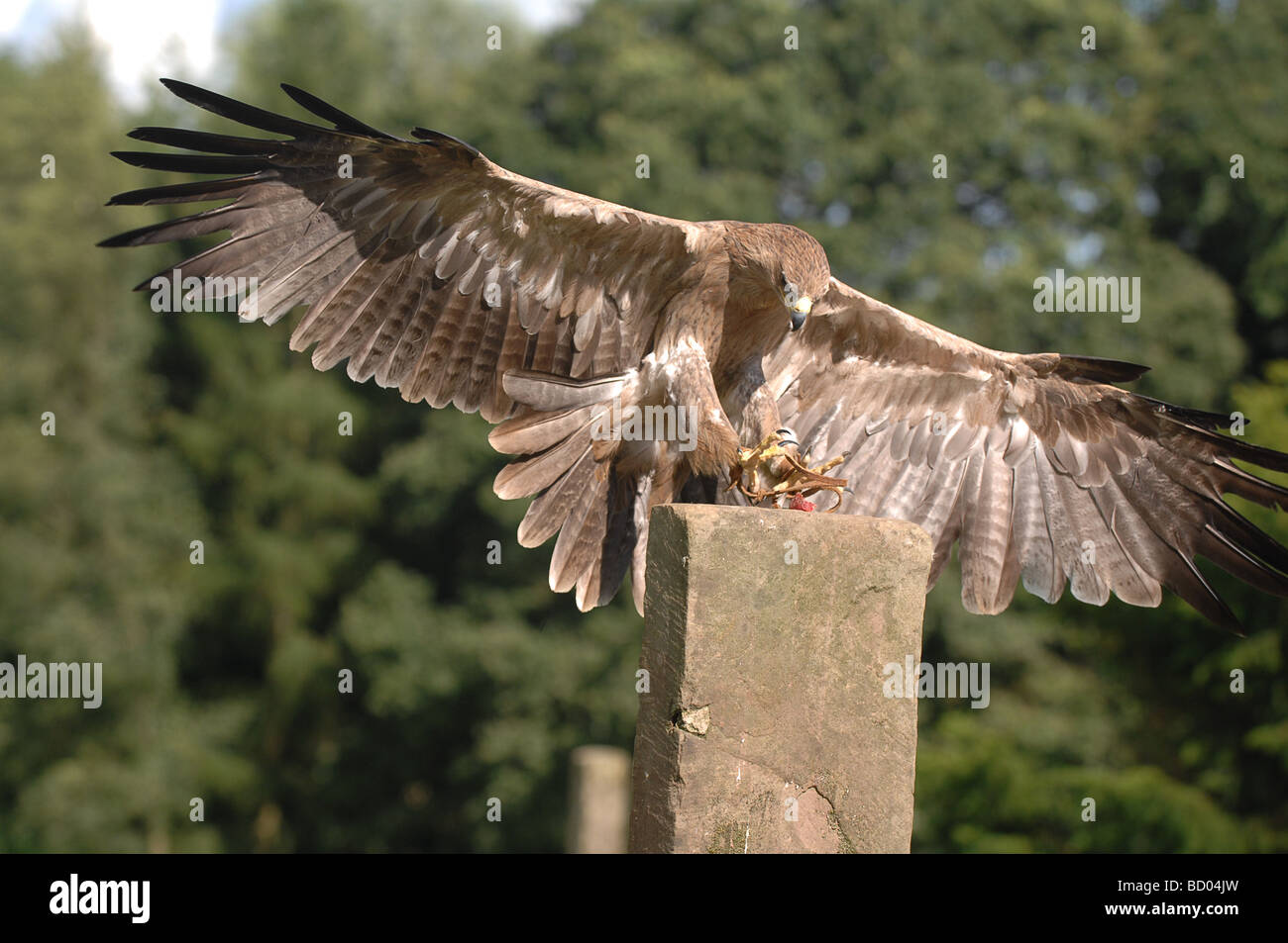 Indian tawny eagle hi-res stock photography and images - Alamy