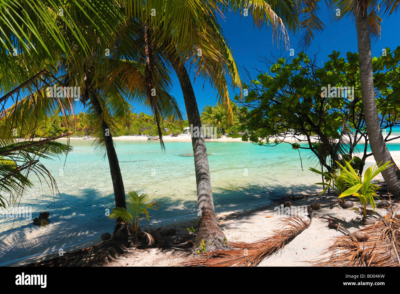 Beach in Rangiroa, Tuamotu Archipelago, French Polynesia Stock Photo ...