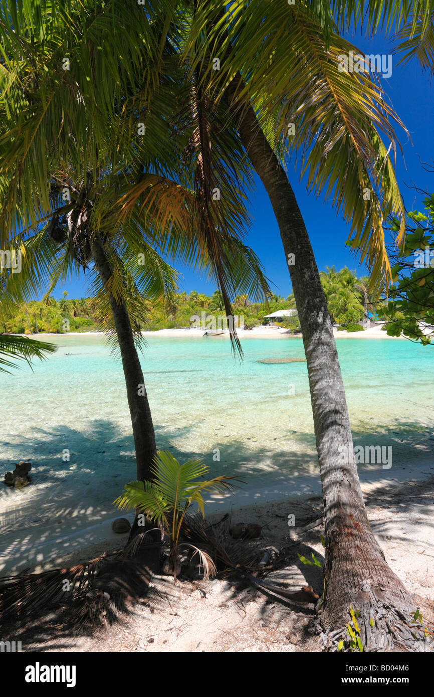 Beach in Rangiroa, Tuamotu Archipelago, French Polynesia Stock Photo ...