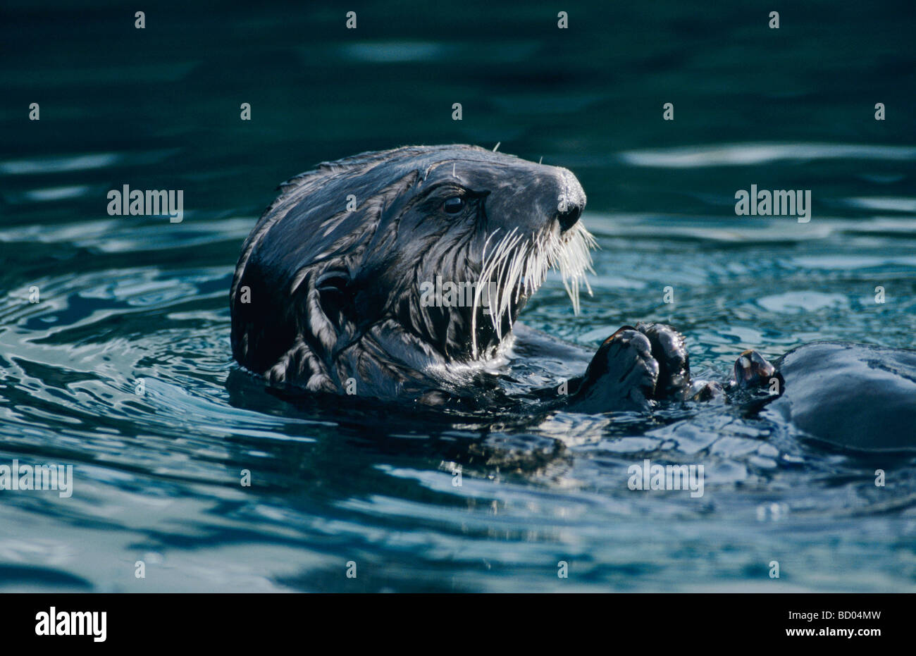 Sea otter with shell hi-res stock photography and images - Alamy