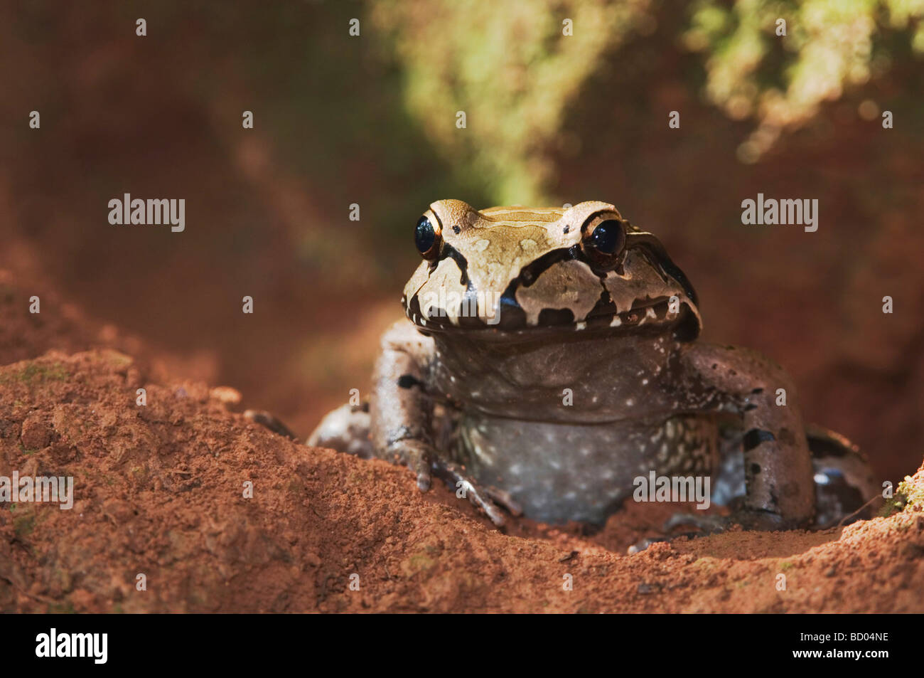 Jungle frog hi-res stock photography and images - Alamy