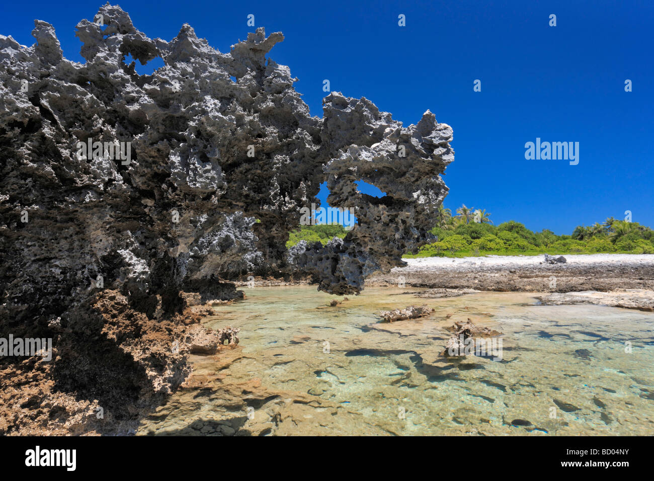 Reef rocks in Rangiroa, Tuamotu Archipelago, French Polynesia Stock ...