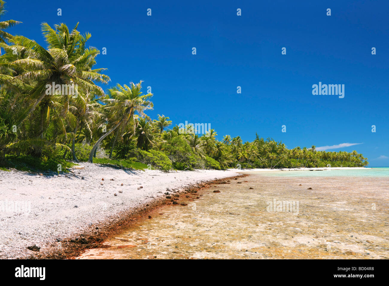 Beach in Rangiroa, Tuamotu Archipelago, French Polynesia Stock Photo ...