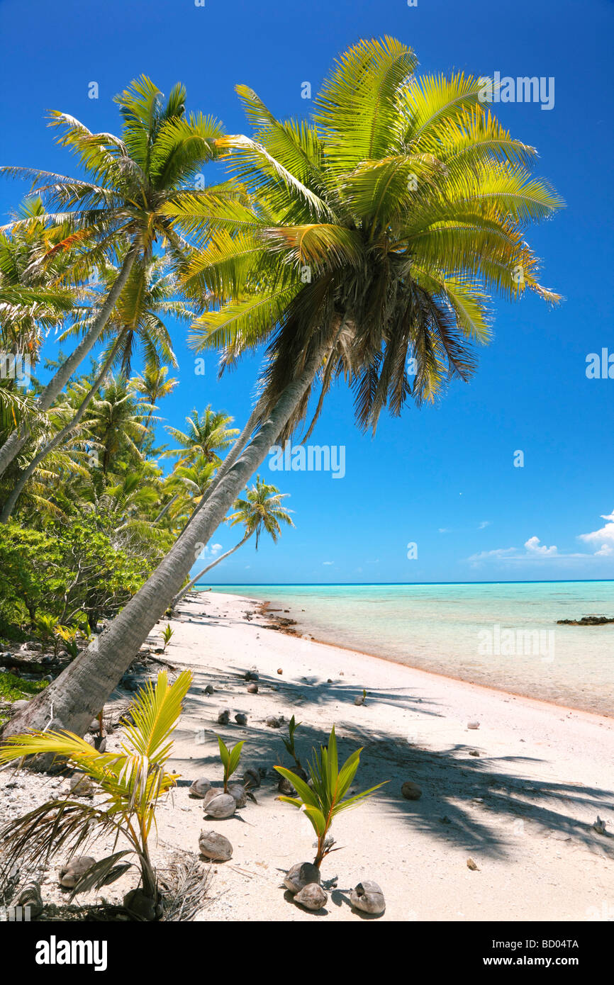 Coconut buds and beach in Rangiroa, Tuamotu Archipelago, French ...