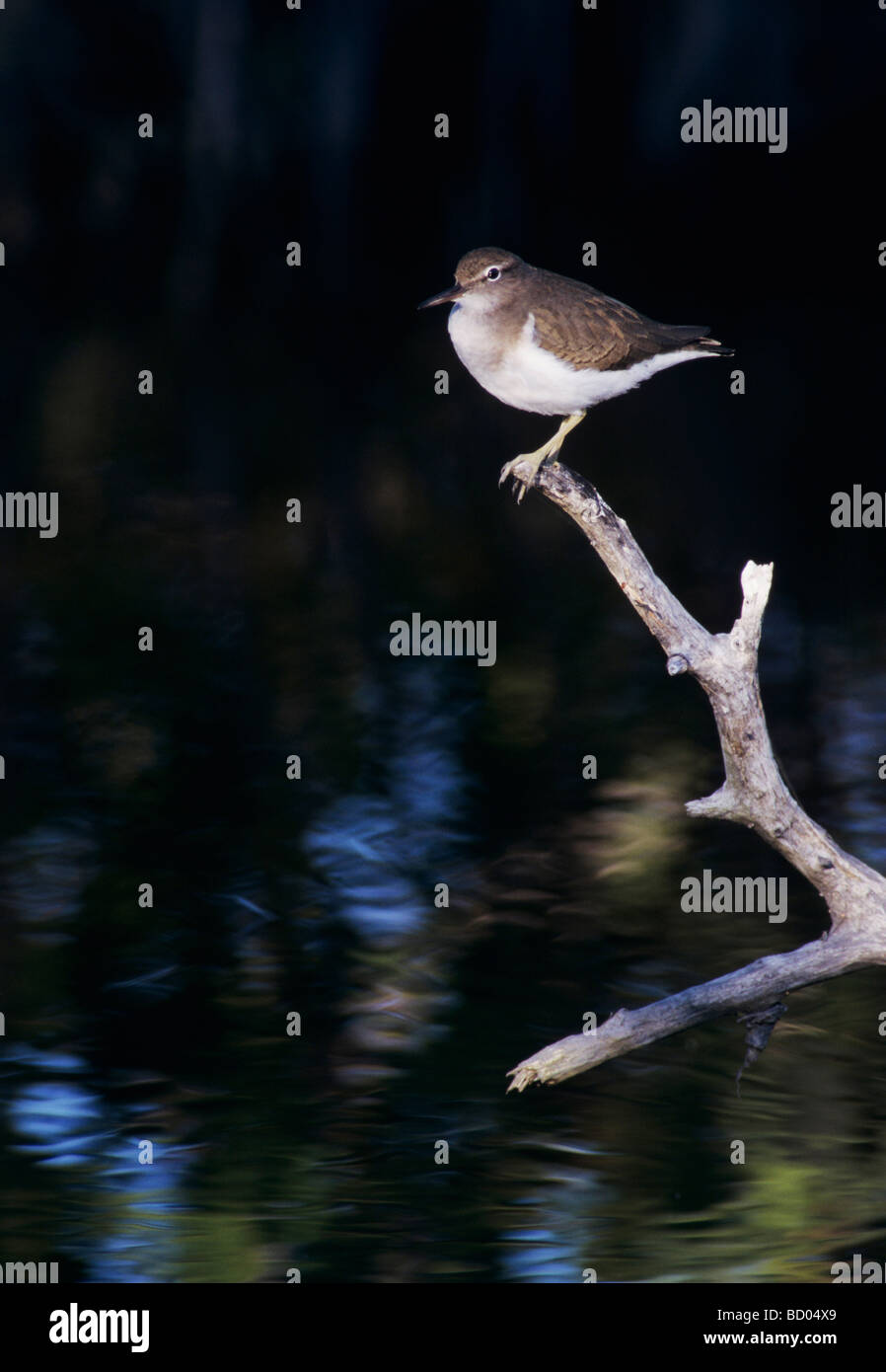 Spotted Sandpiper Actitis macularia adult winter plumage Sanibel Island ...