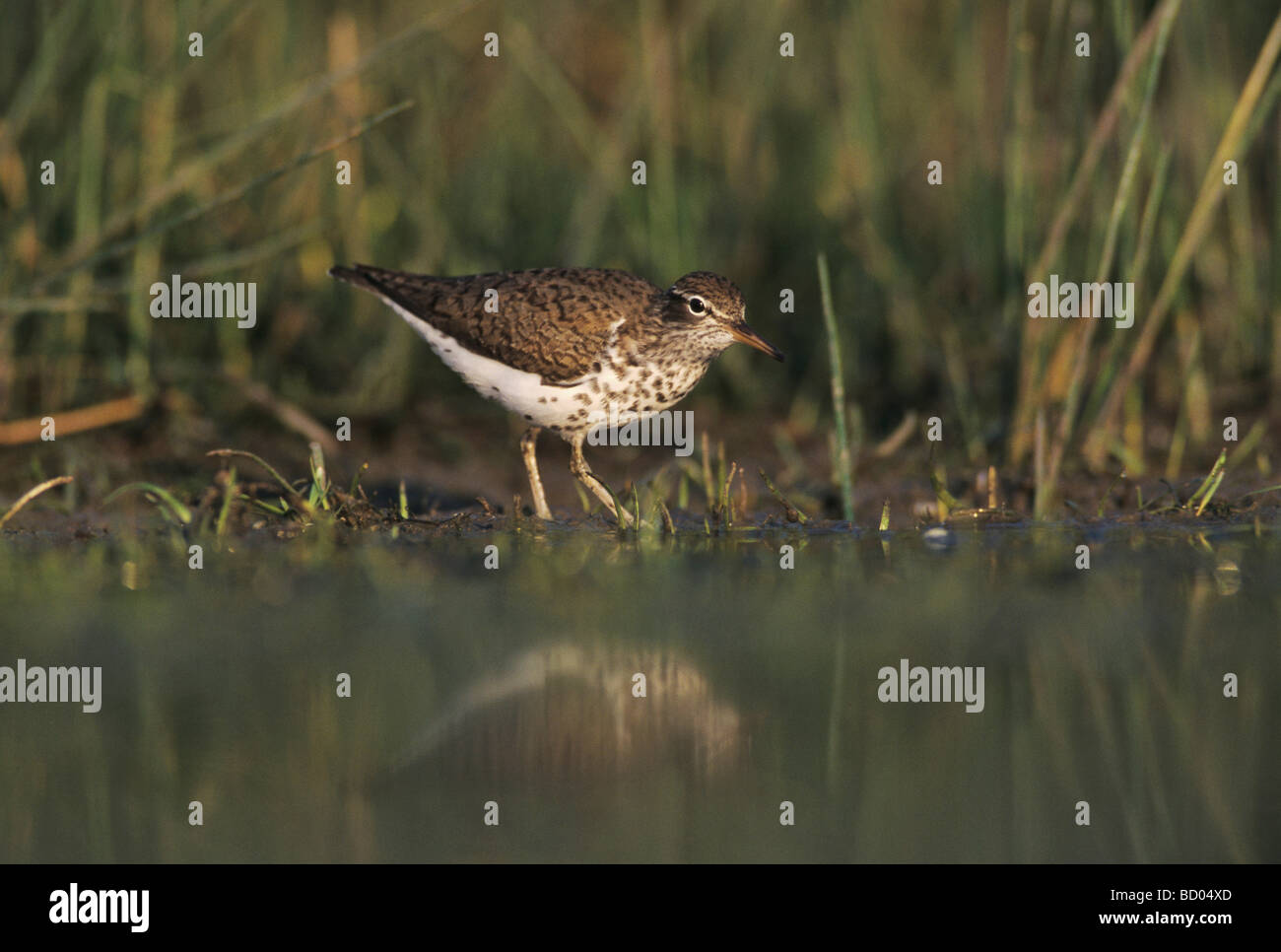 Spotted Sandpiper Actitis Macularia Adult Breeding Plumage Lake Corpus