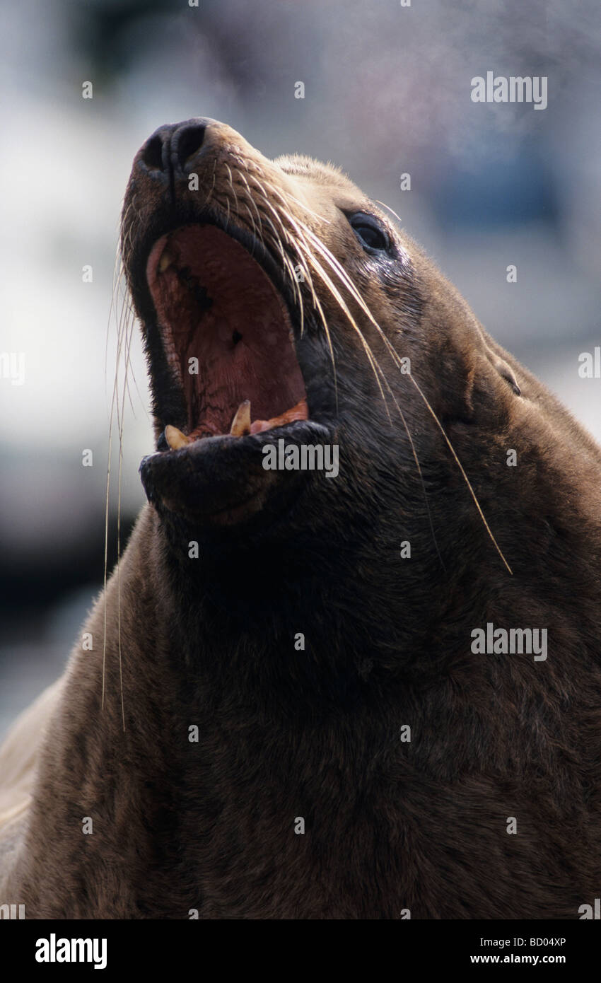 Steller s Sea Lion Eumetopias jubatus male yawning Homer Alaska USA ...
