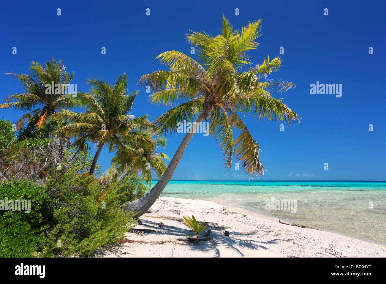 Beach in Rangiroa, Tuamotu Archipelago, French Polynesia Stock Photo ...