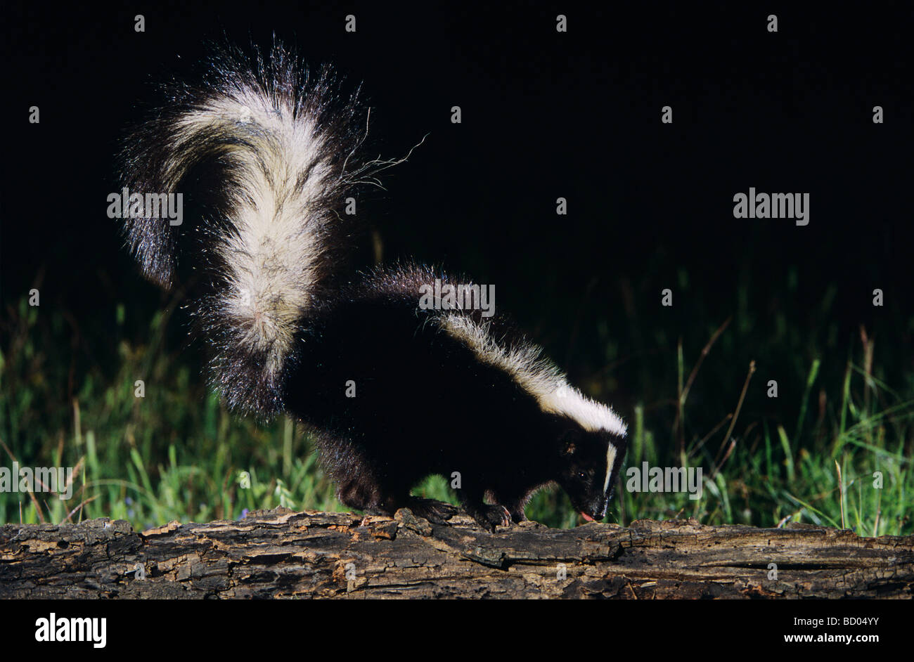 Striped Skunk Mephitis mephitis adult looking for food Welder Wildlife ...