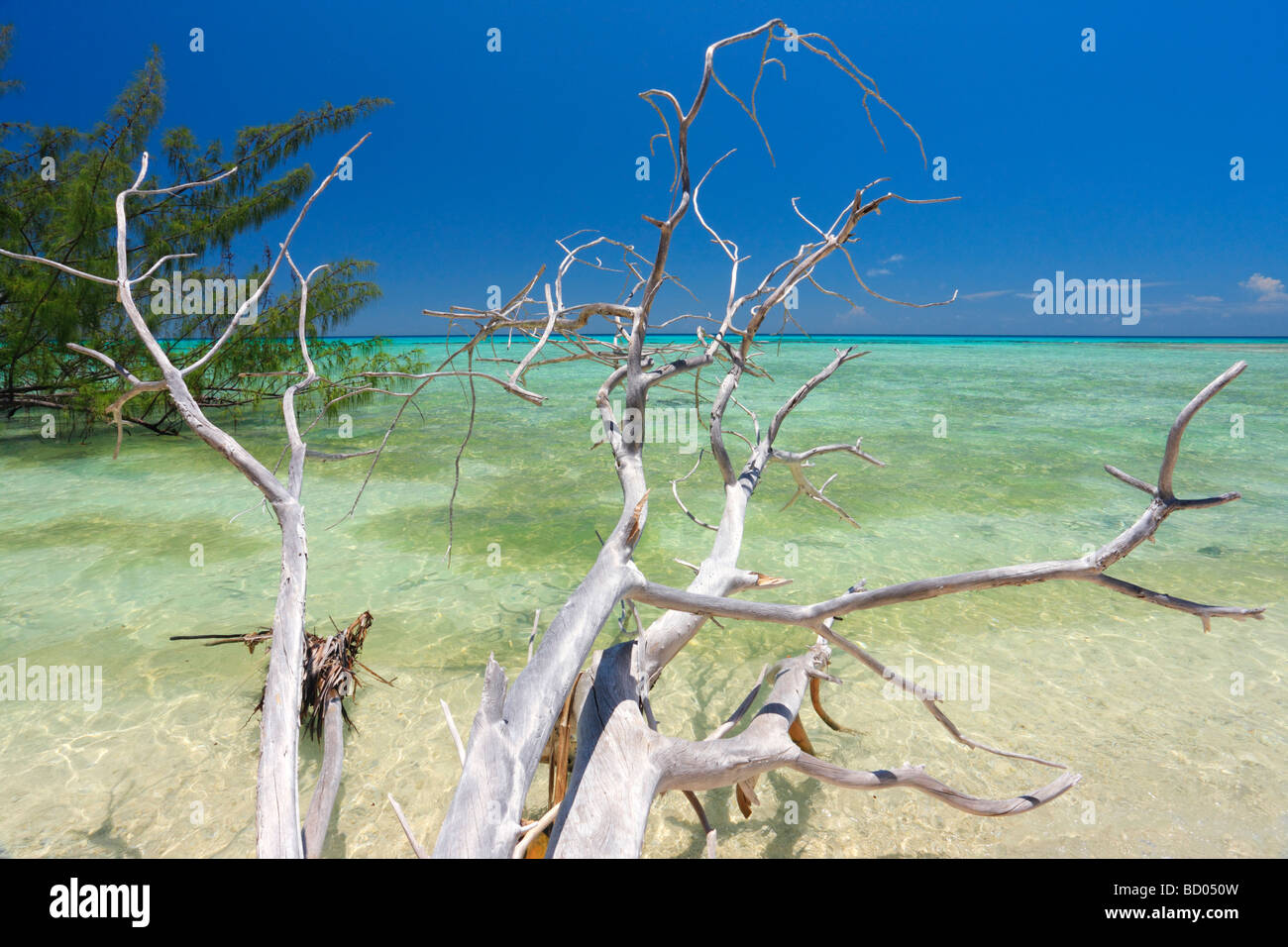 Beach in Rangiroa, Tuamotu Archipelago, French Polynesia Stock Photo ...
