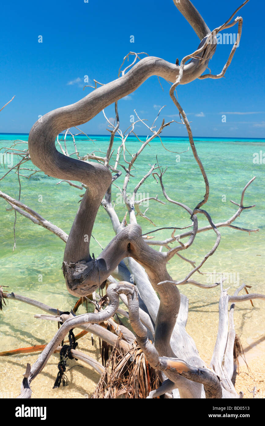 Beach in Rangiroa, Tuamotu Archipelago, French Polynesia Stock Photo ...