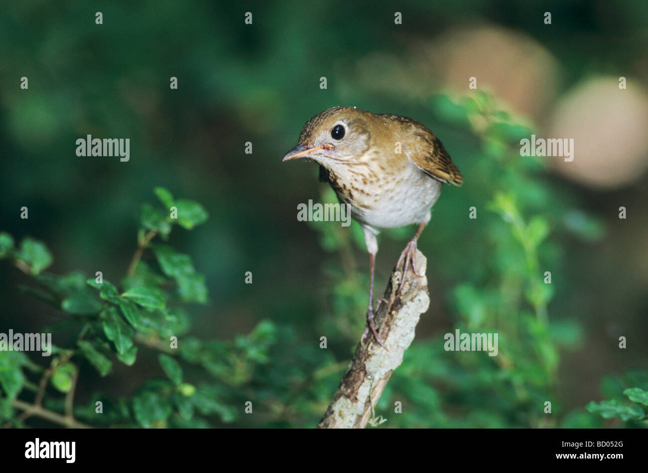 Swainson s Thrush Catharus ustulatus adult High Island Texas USA April ...