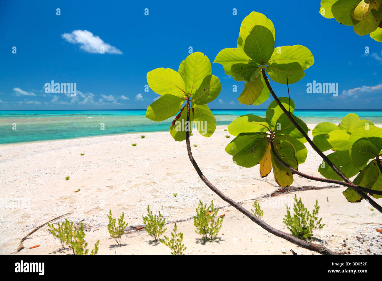 Beach in Rangiroa, Tuamotu Archipelago, French Polynesia Stock Photo ...