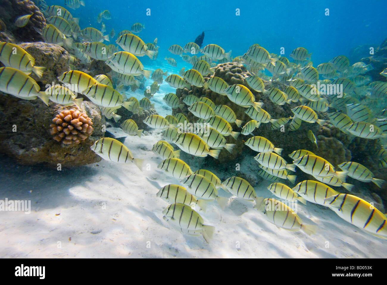 Tropical Reef Fish Polynesia High Resolution Stock Photography and ...