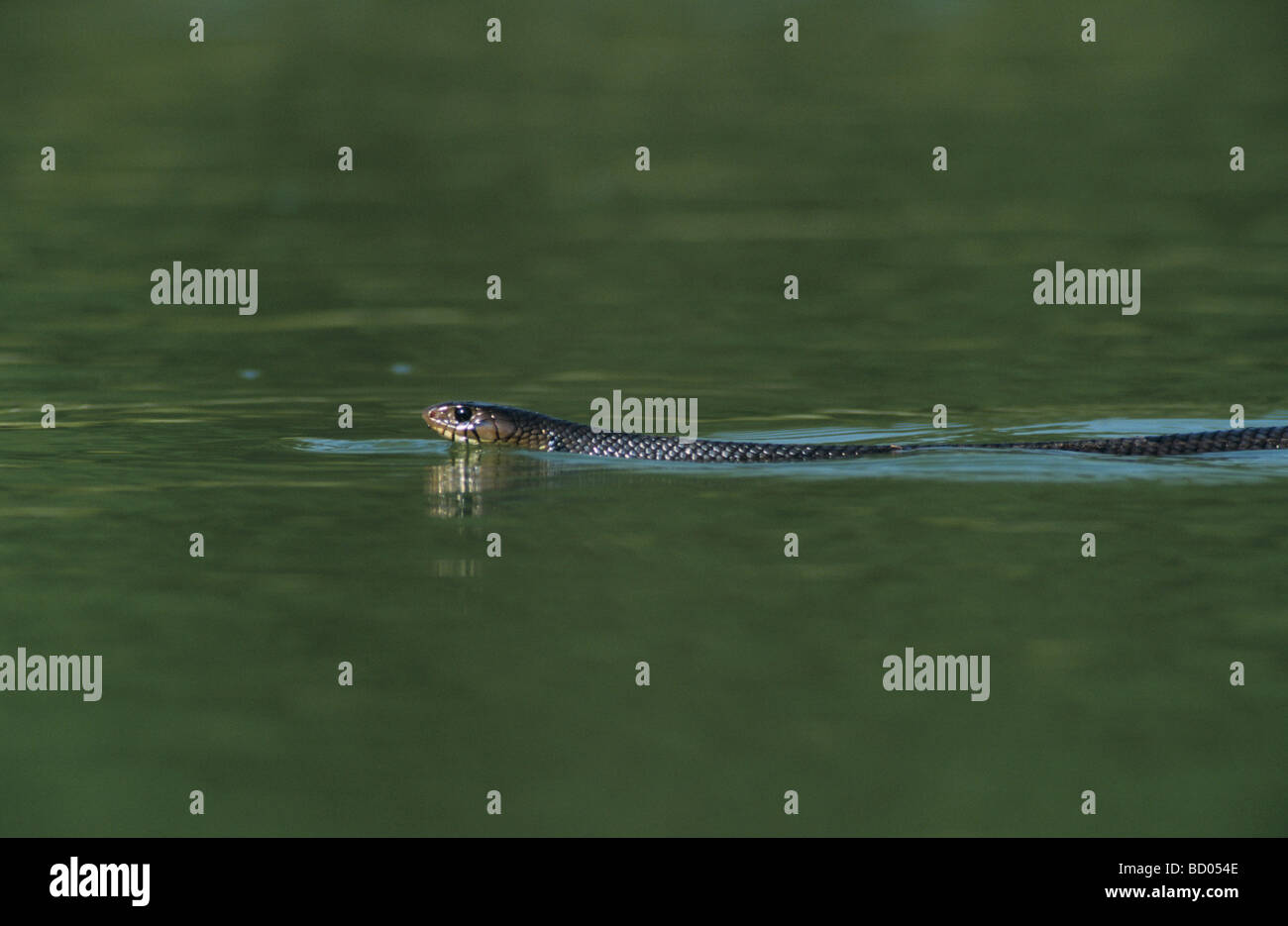 Texas Indigo Snake Drymarchon corais erebennus adult swimming Starr ...